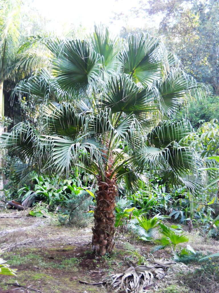 10 plantas que purifican el aire de tu casa | Gran Hermandad Blanca