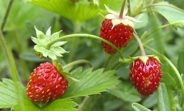 Fresas salvajes, una delicia y además con muchas propiedades ...
