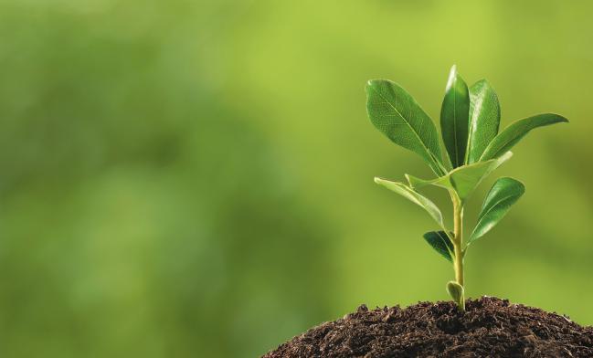 Soñar con sembrar - Interpretación de sueños | Gran Hermandad Blanca