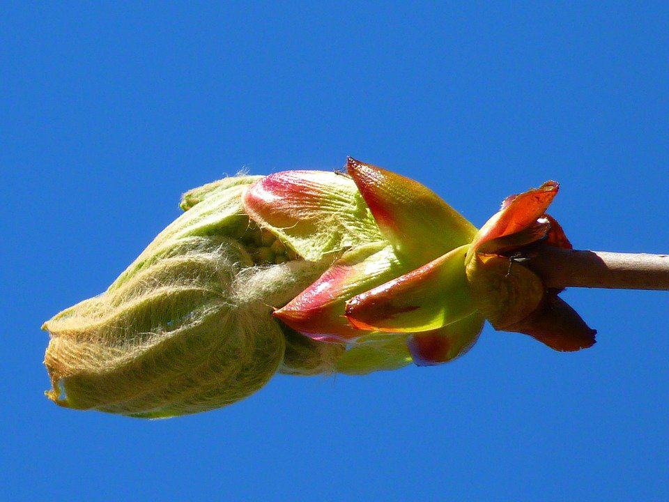 Flores de Bach: estado Chestnut Bud | Gran Hermandad Blanca