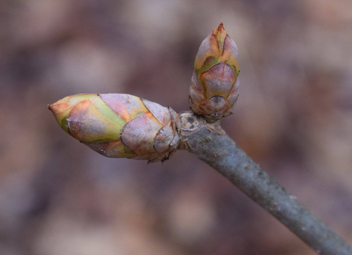 Flores de Bach: estado Chestnut Bud | Gran Hermandad Blanca