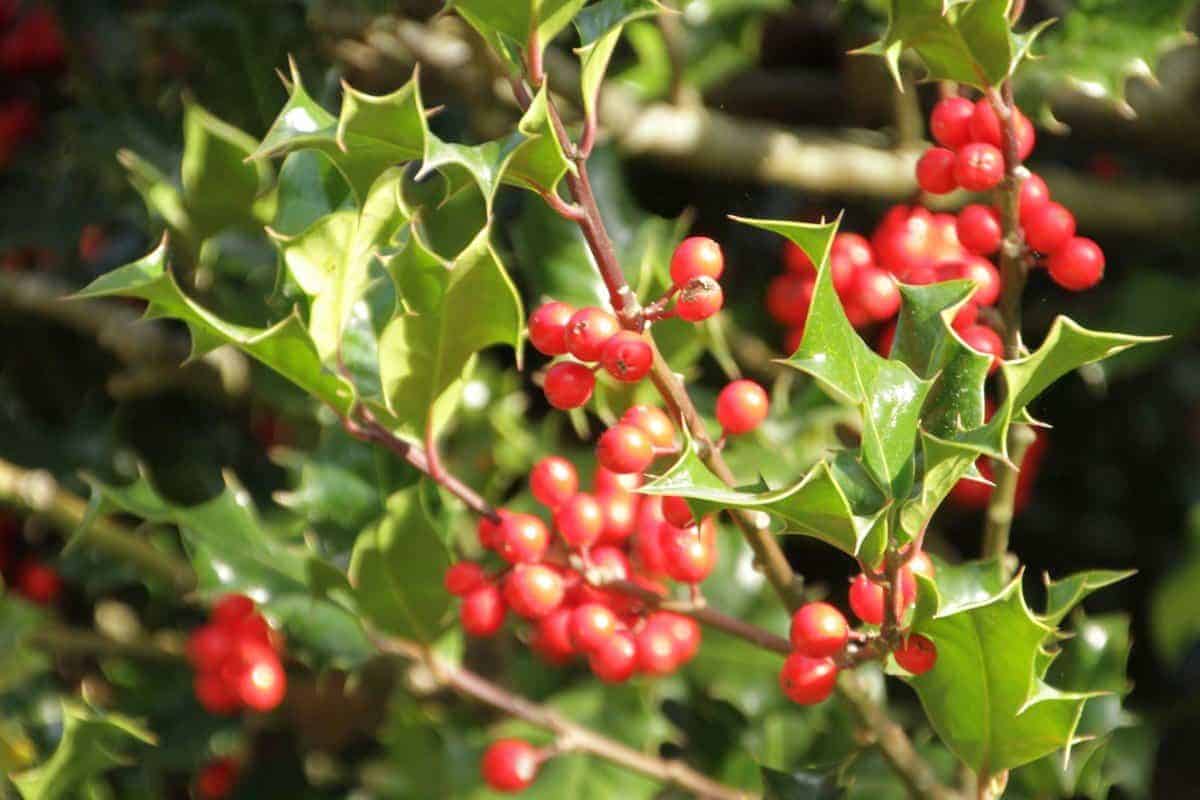 Flores de Bach: Holly (Acebo) | Gran Hermandad Blanca