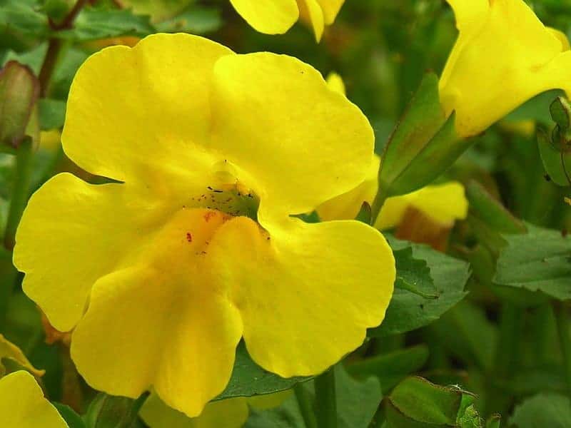 Flores de Bach: Mimulus (Mímulo) | Gran Hermandad Blanca