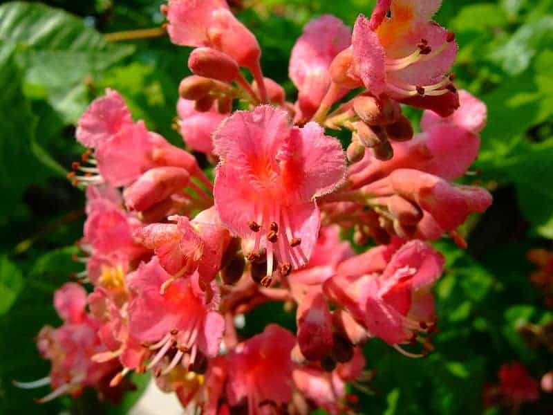 Flores de Bach: Red Chesnut (Castaño rojo) | Gran Hermandad Blanca