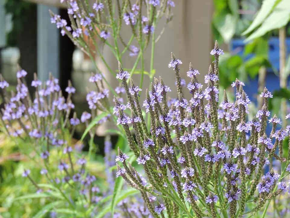 Flor de Bach: Vervain (Verbena) | Gran Hermandad Blanca