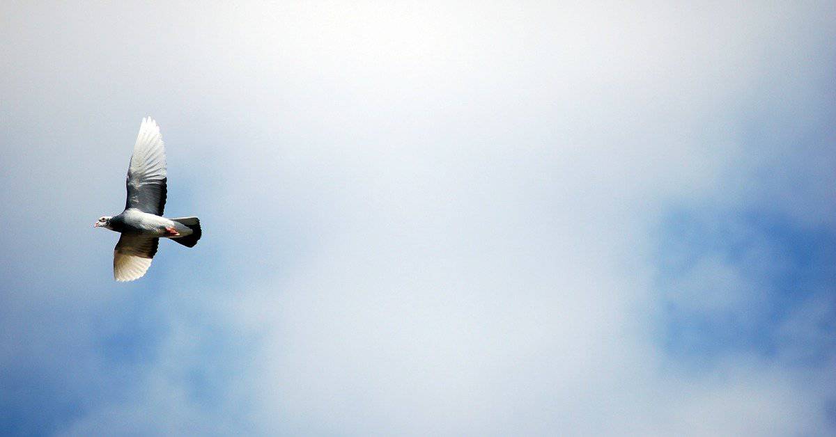 Canalizacion de Samuel, un Alma de Luz que nos dice: “Los ojos del Alma ...